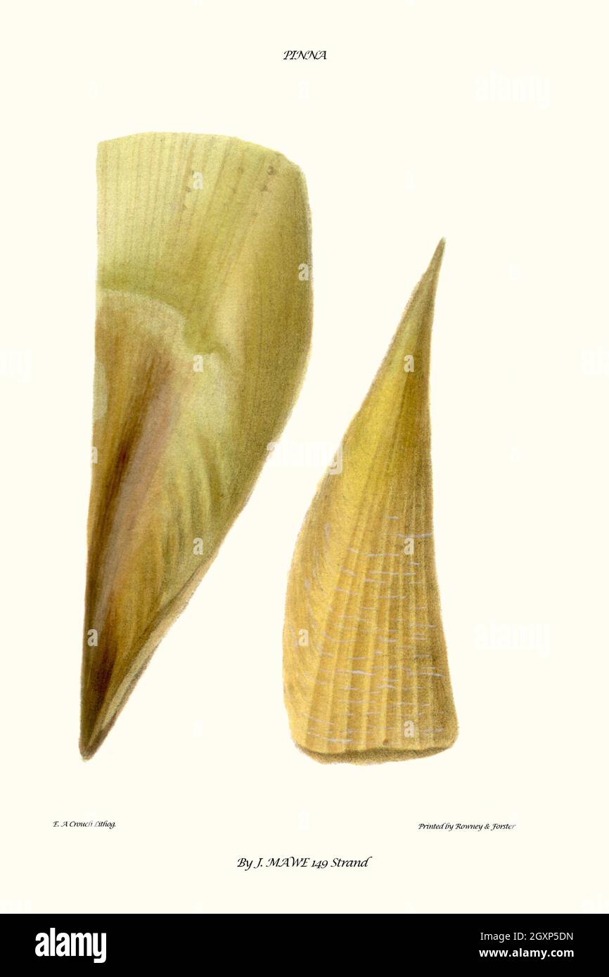 Fin conchology hi-res stock photography and images - Alamy