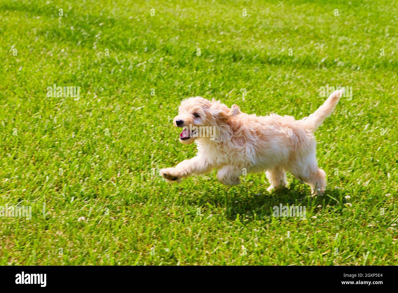 Golden Retriever Terrier Mix Puppy