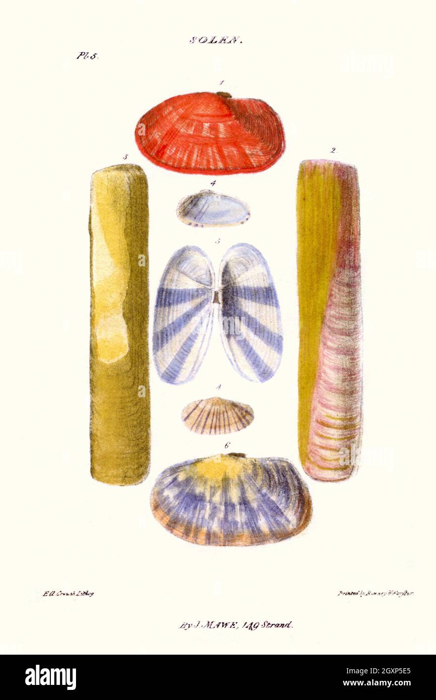 Mawe sheath conchology hi-res stock photography and images - Alamy