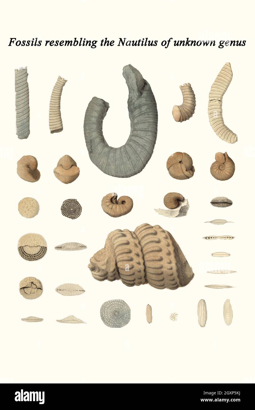 Hamites hi-res stock photography and images - Alamy