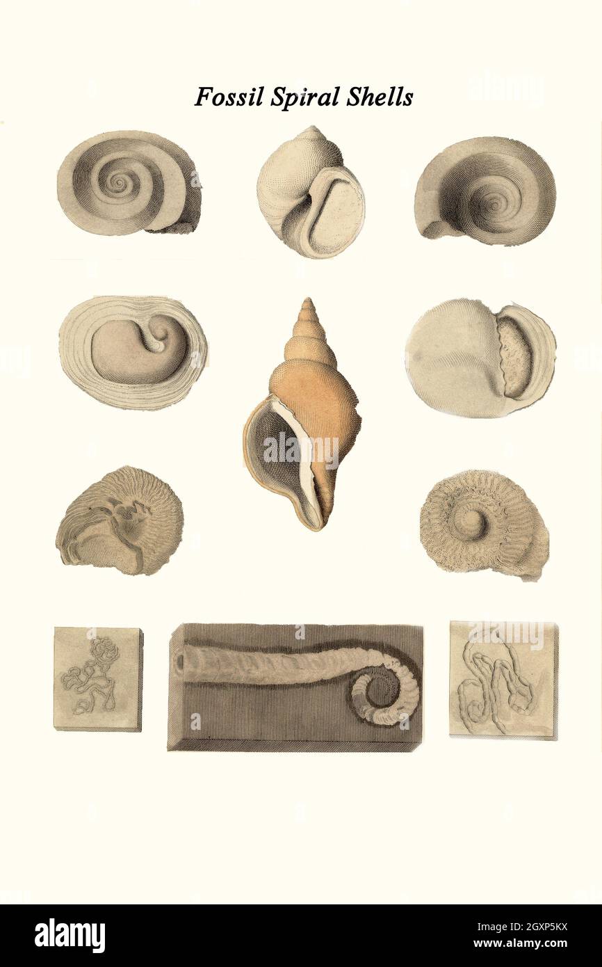 Nerita shells hi-res stock photography and images - Alamy