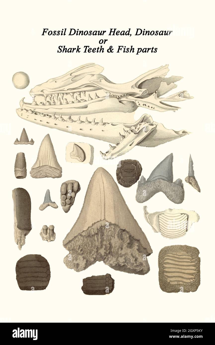 "Squalus, bufonite Palatum and unknown species Stock Photo - Alamy