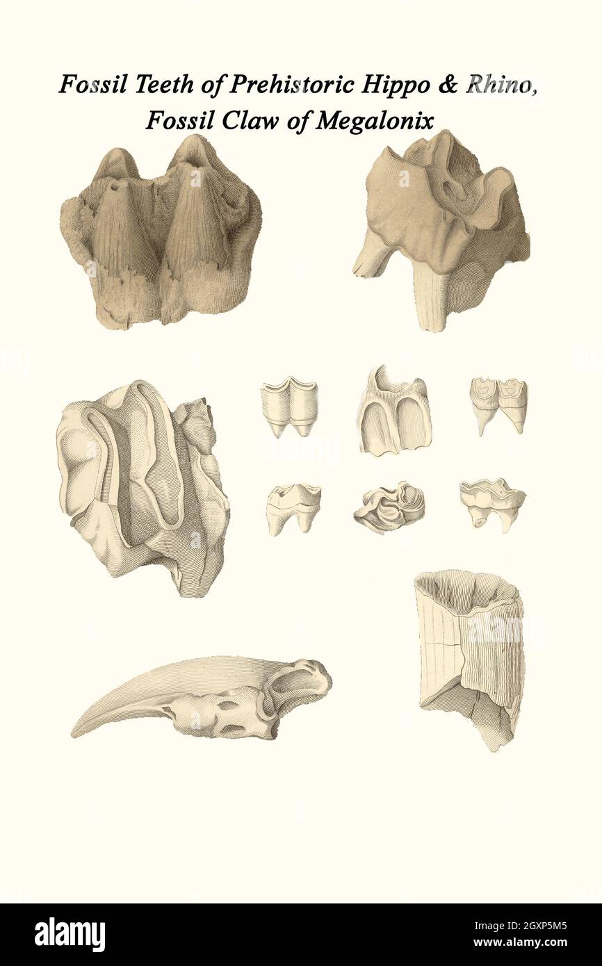 "Palaeotherium , Magalonix, Anoplotherium Stock Photo - Alamy
