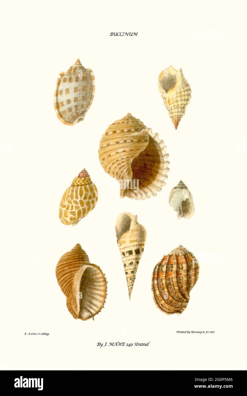 Buccinum conchology hi-res stock photography and images - Alamy