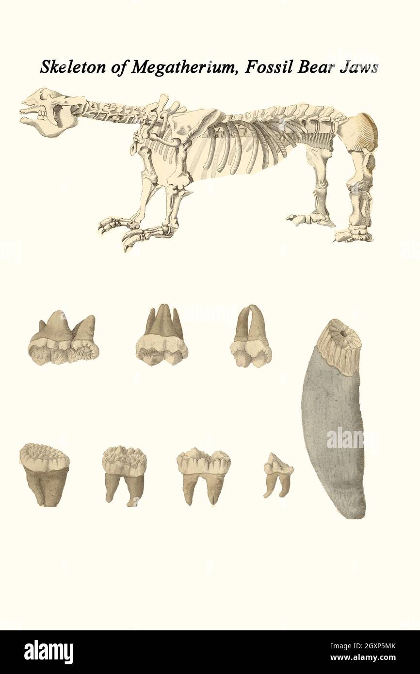 Megatherium skeleton hi-res stock photography and images - Alamy