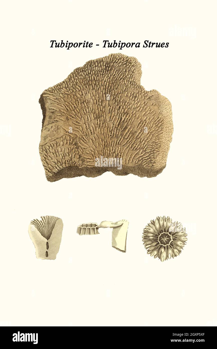Tubiporite - Tubipora strues Stock Photo - Alamy