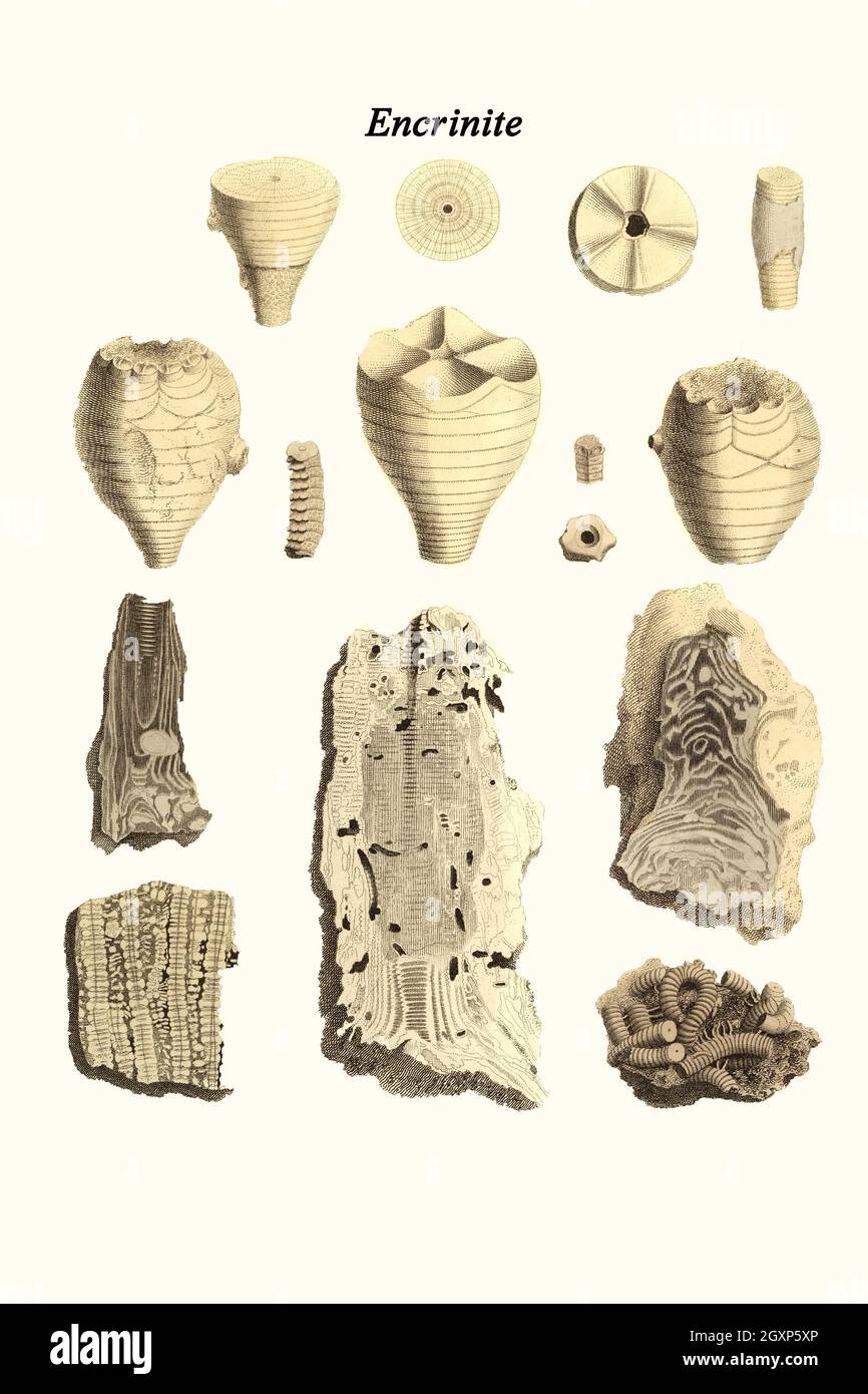 Encrinite hi-res stock photography and images - Alamy