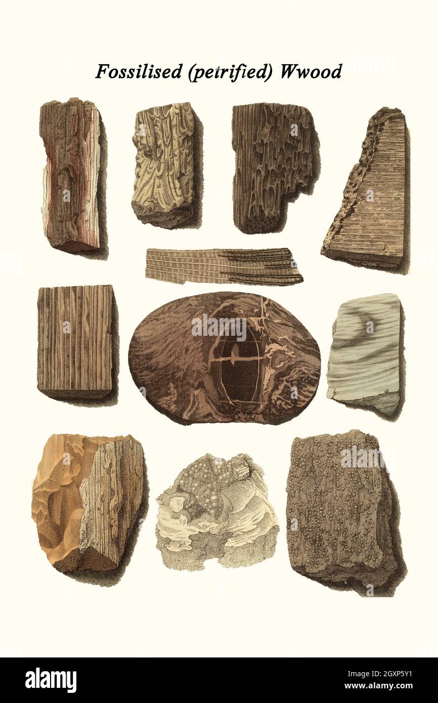 Fossilized (petrified) Wood Stock Photo - Alamy