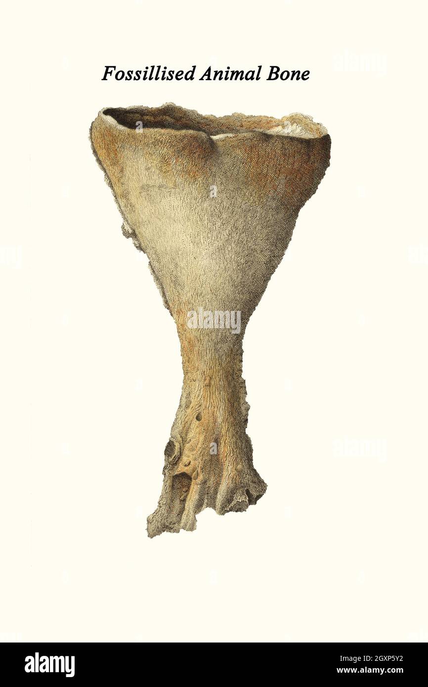 Fossilized bone hi-res stock photography and images - Alamy