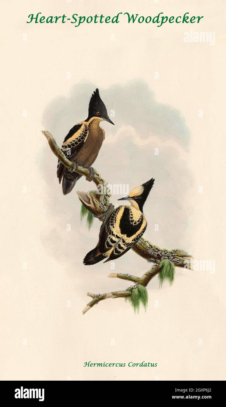 Heart spotted woodpecker hi-res stock photography and images - Alamy