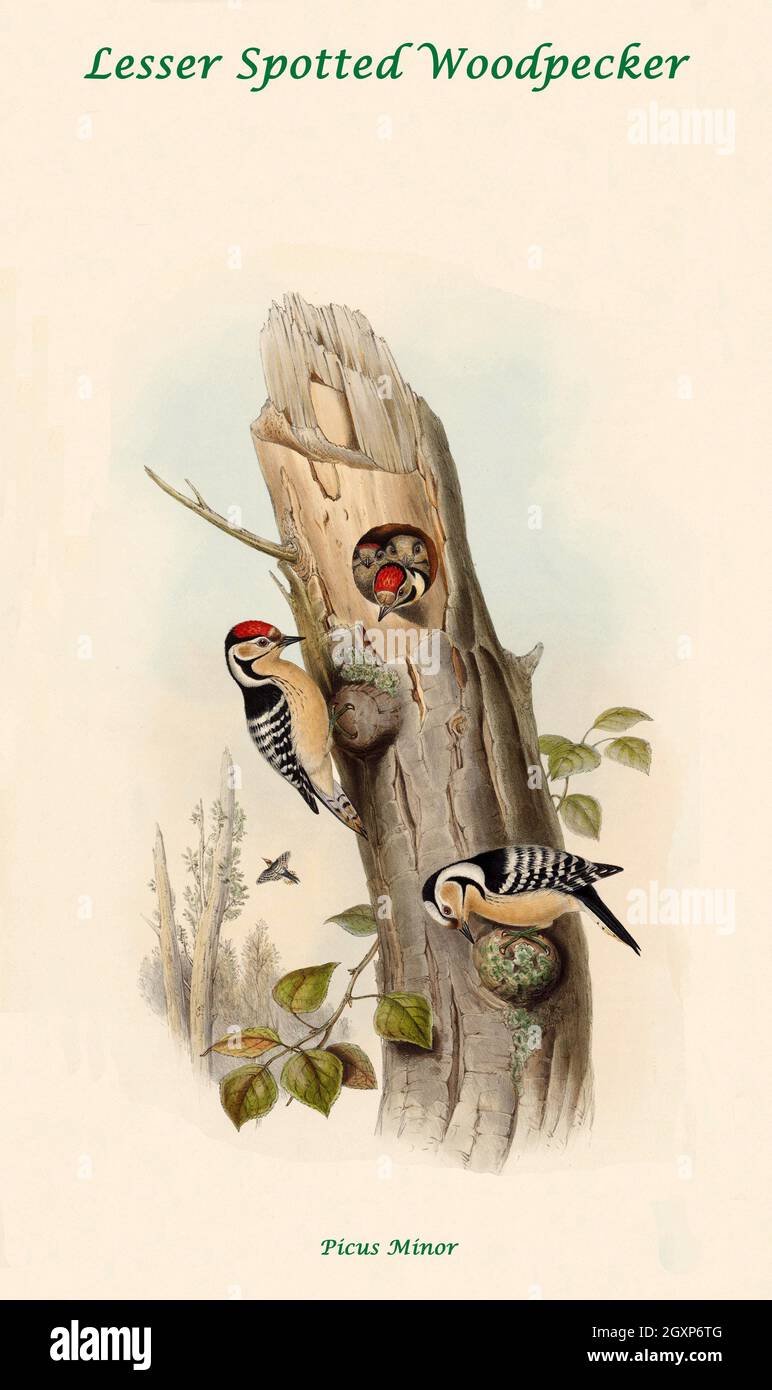 Lesser spotted woodpecker illustration hi-res stock photography and ...