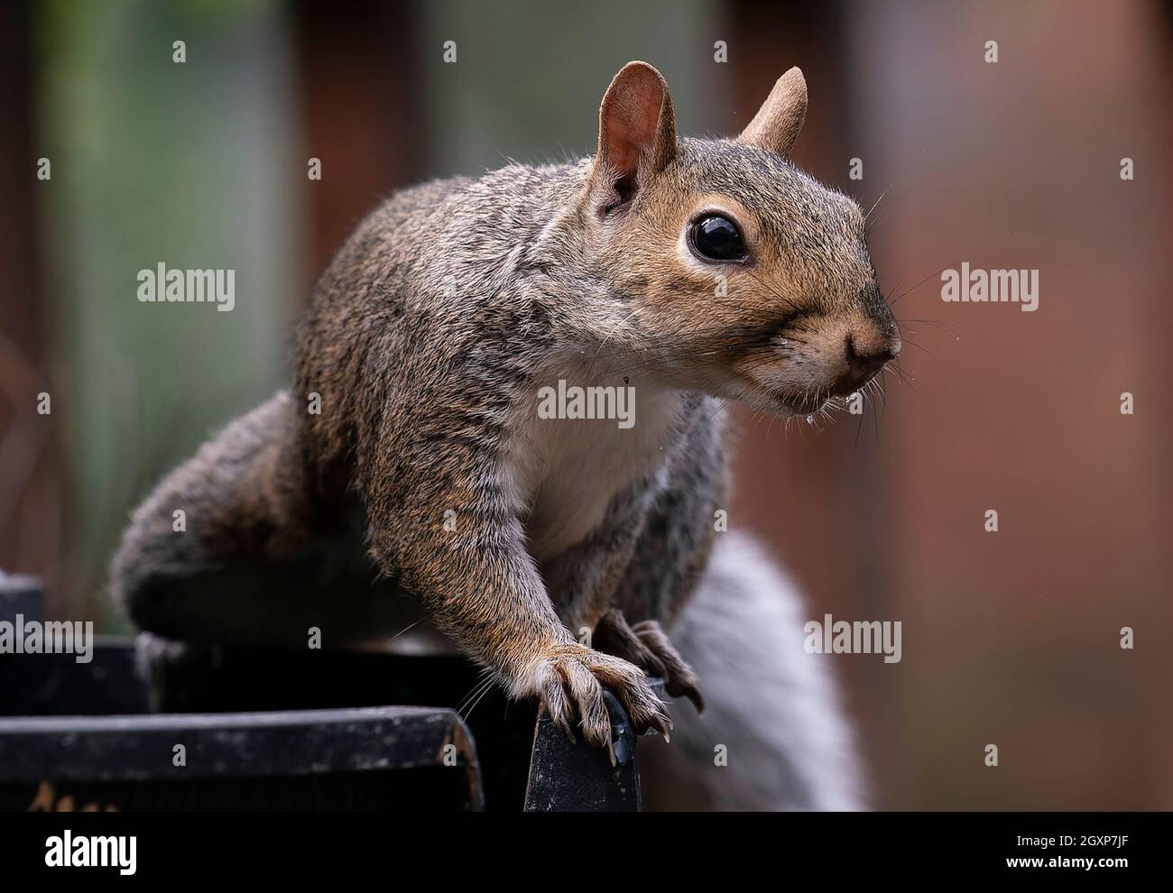 Squirrel on the backyard deck Stock Photo - Alamy