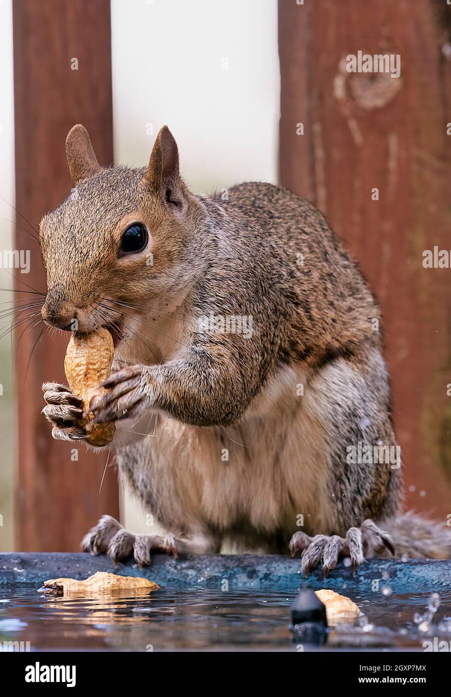 Squirrel with a peanut on the fountain Stock Photo - Alamy