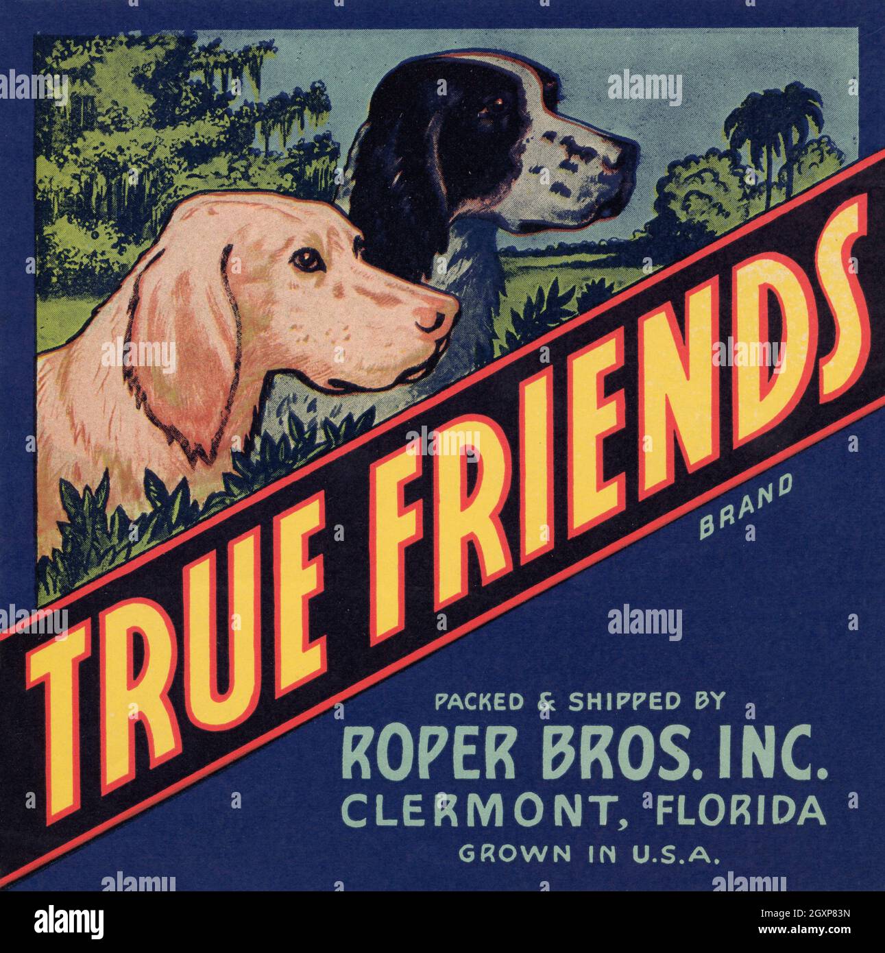 True dogs hi-res stock photography and images - Alamy