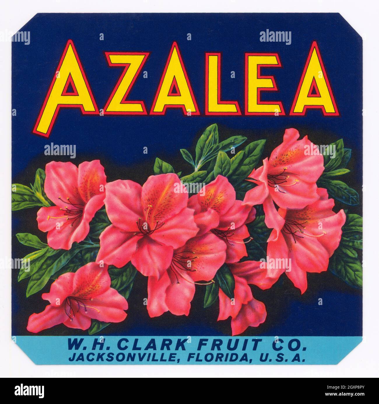 Azalea brand hi-res stock photography and images - Alamy