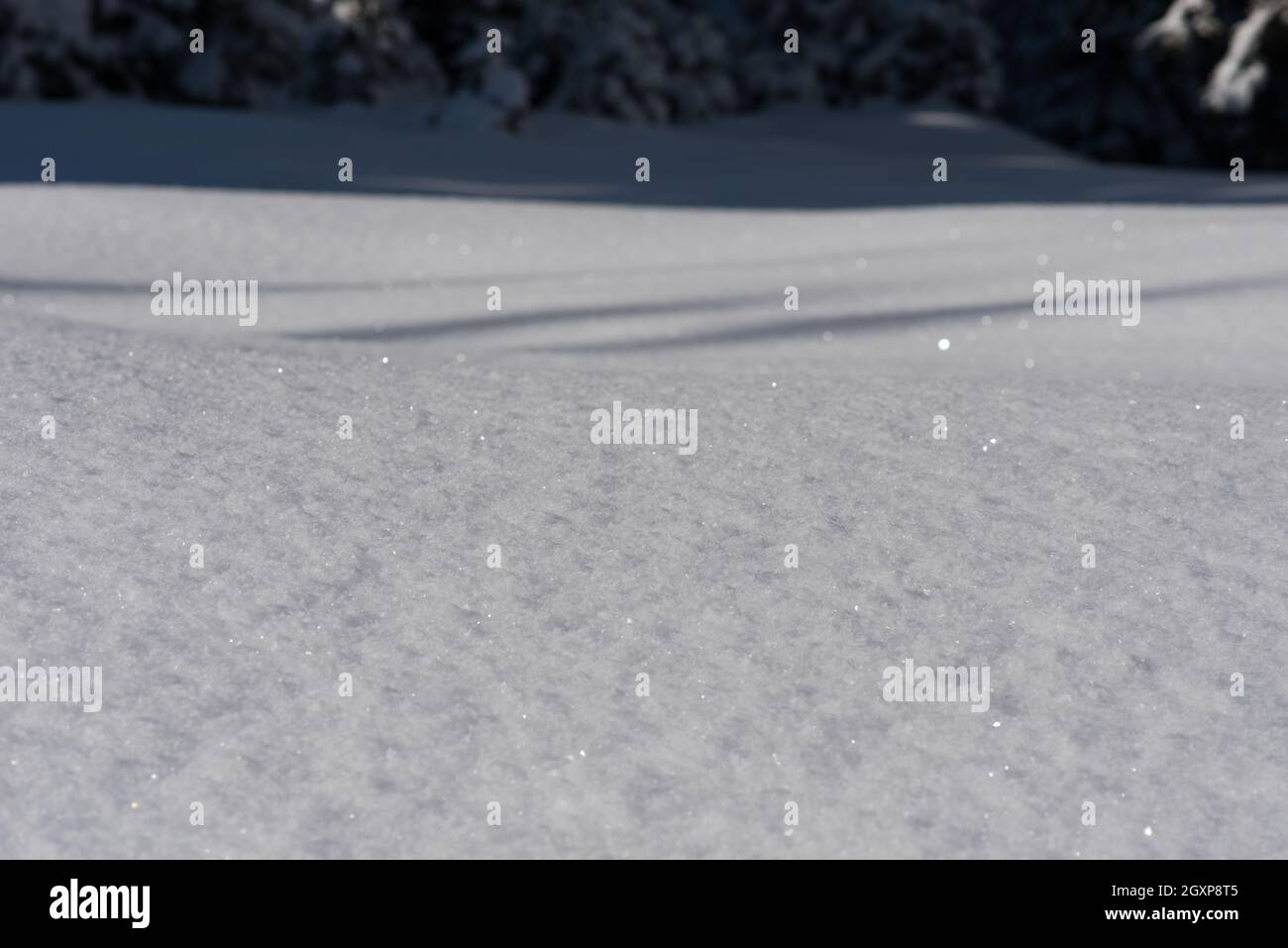 fresh snow close up background in winter forest landscape nature in ...