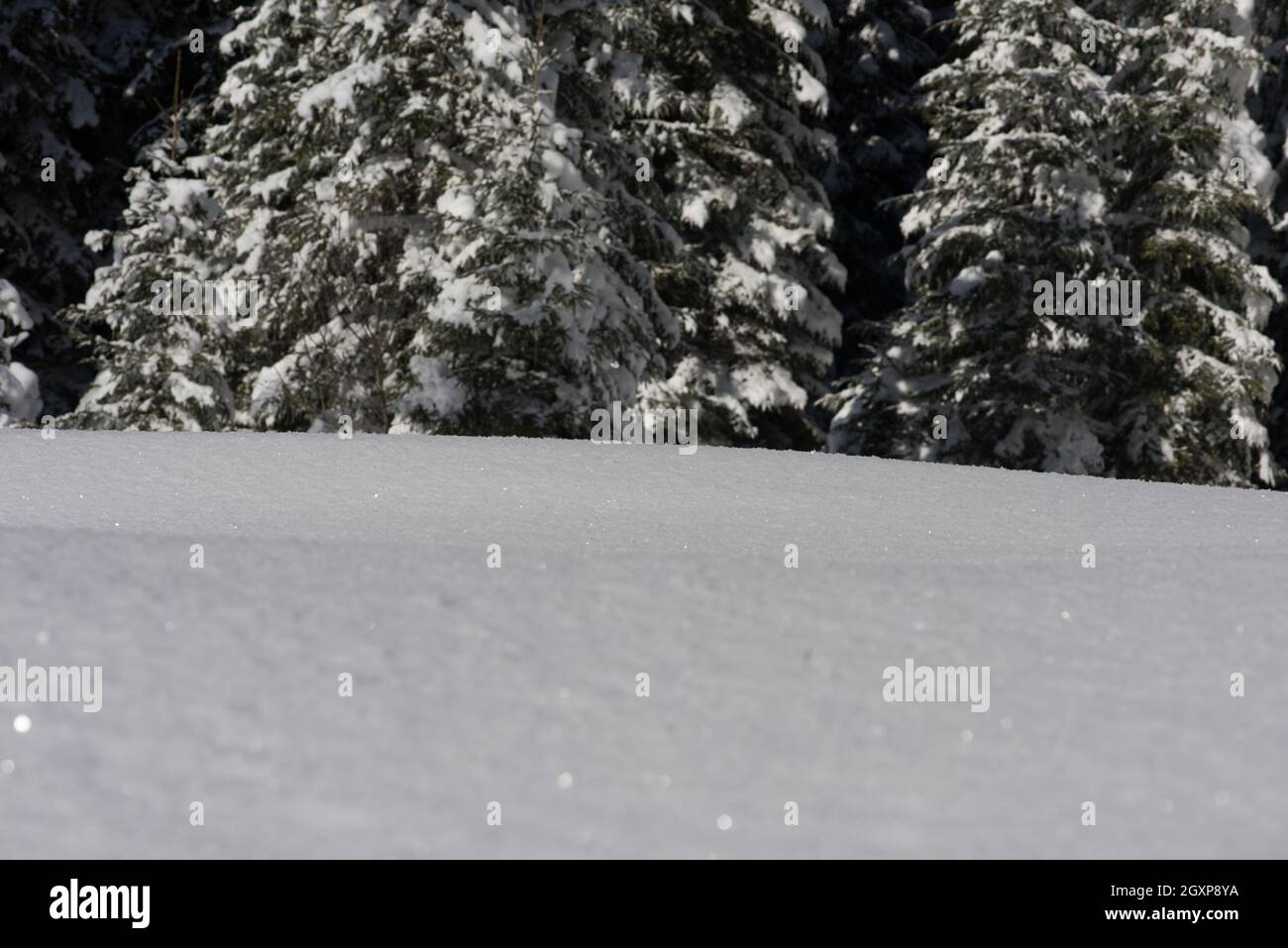 fresh snow close up background in winter forest landscape nature in ...