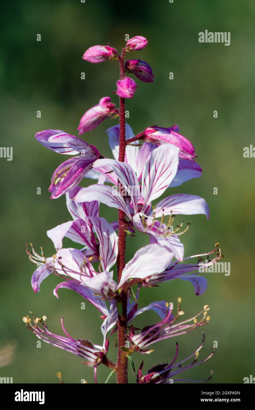 Burning bush dictamnus albus in hi-res stock photography and images - Alamy
