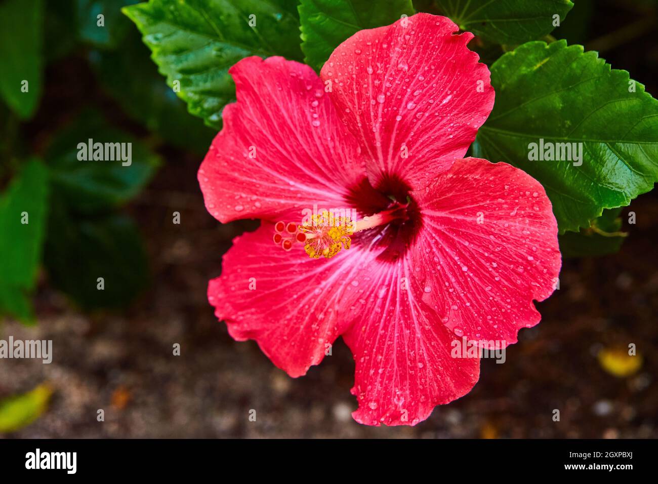 Detail of tropical pin flower with specs of water Stock Photo - Alamy