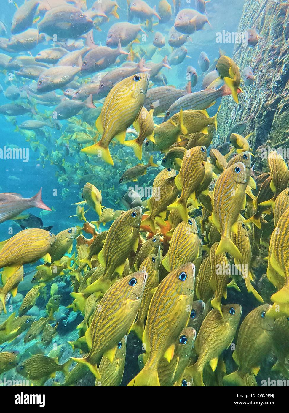 Large group of yellow fish with coral Stock Photo - Alamy