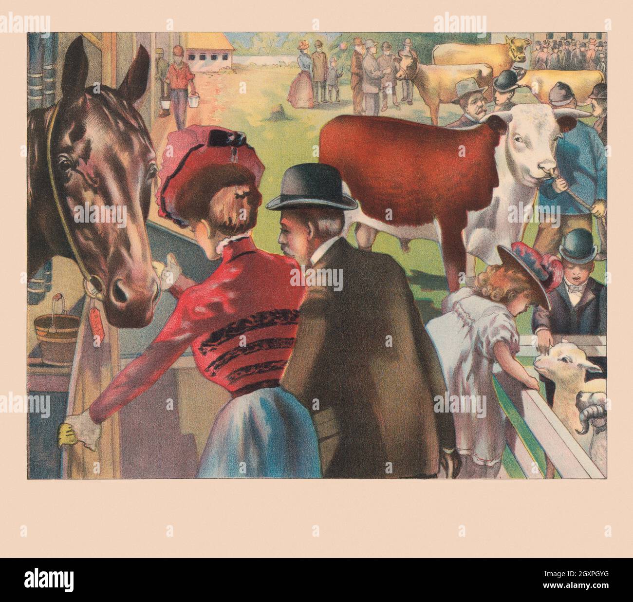 Animals horse cow bull cattle hi-res stock photography and images - Alamy