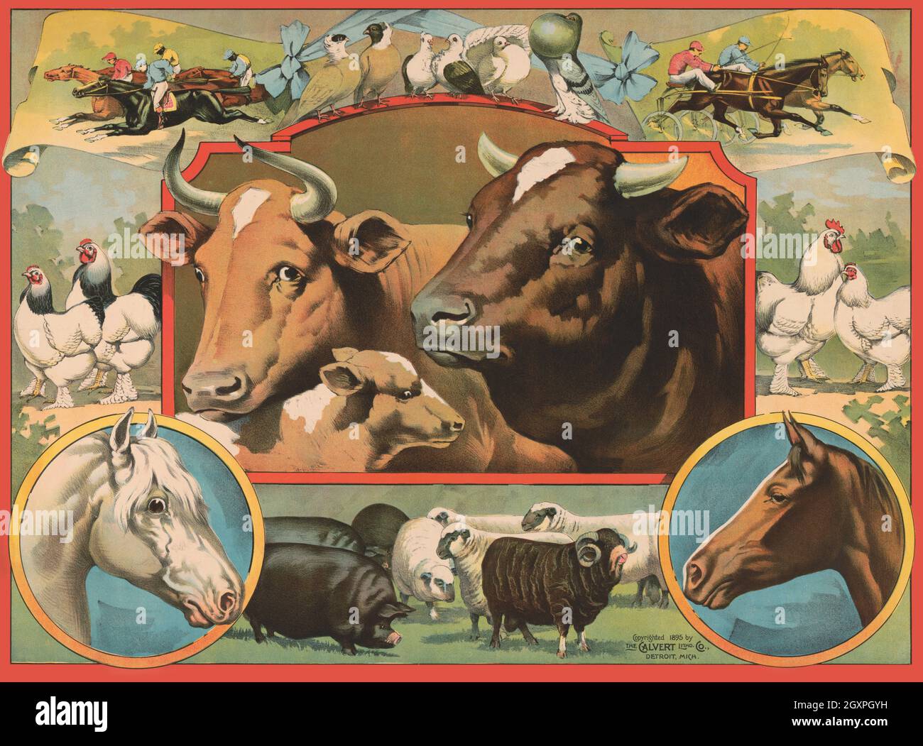 Sheep pigs hi-res stock photography and images - Alamy