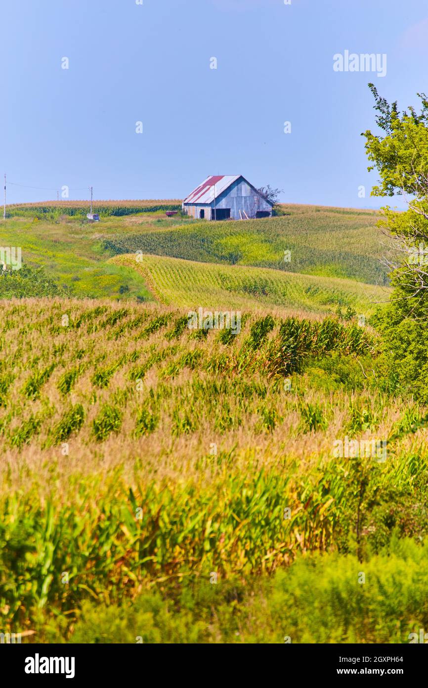 Farming field of corn field rows and old barn Stock Photo - Alamy