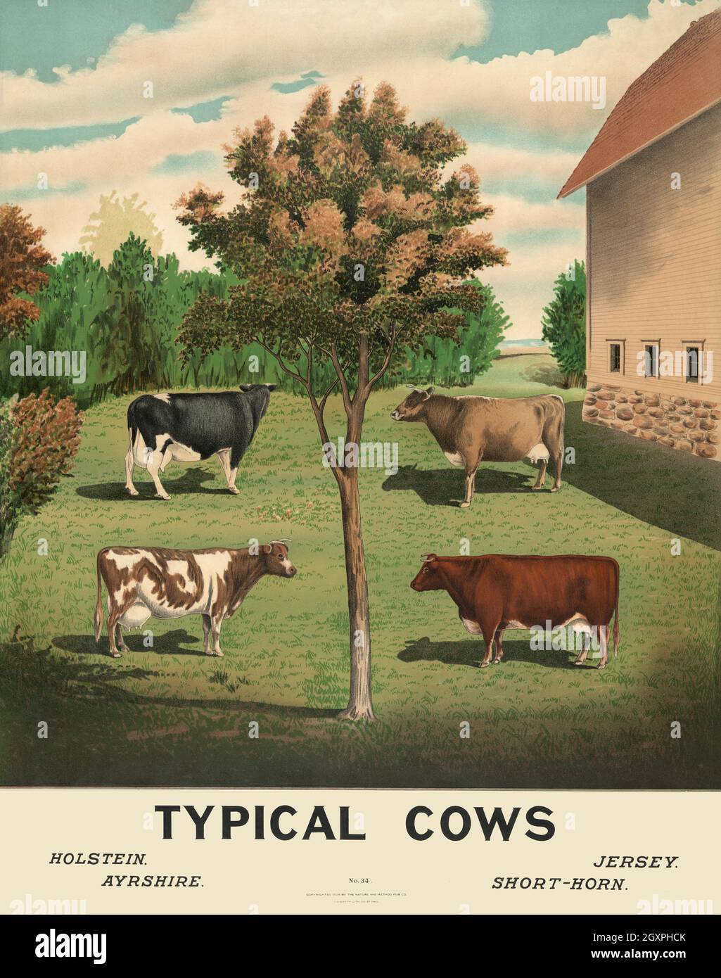 Holstein jersey cow hi-res stock photography and images - Alamy