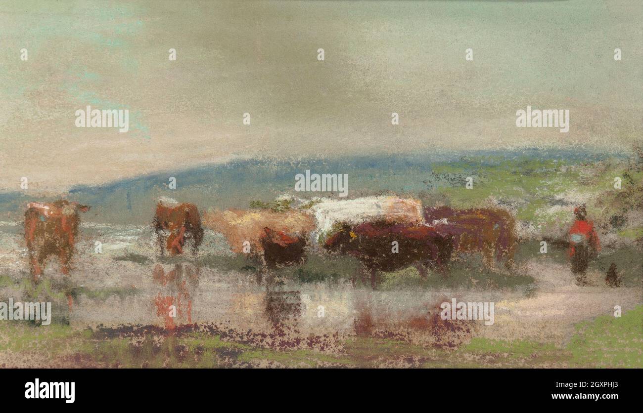 Cattle in a Stream Stock Photo - Alamy