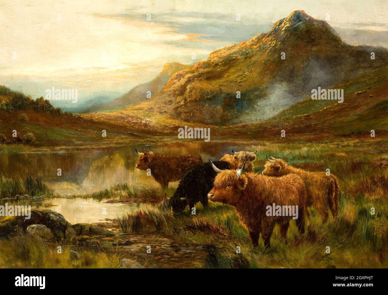 Cattle in a Highland Landscape Stock Photo - Alamy
