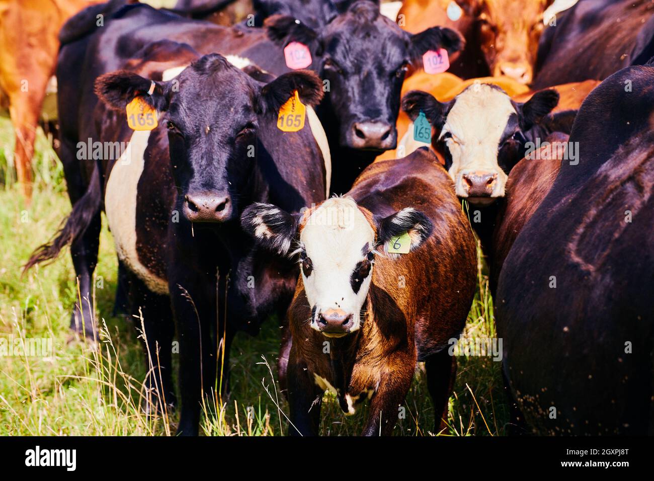 Farm animals cows hi-res stock photography and images - Alamy