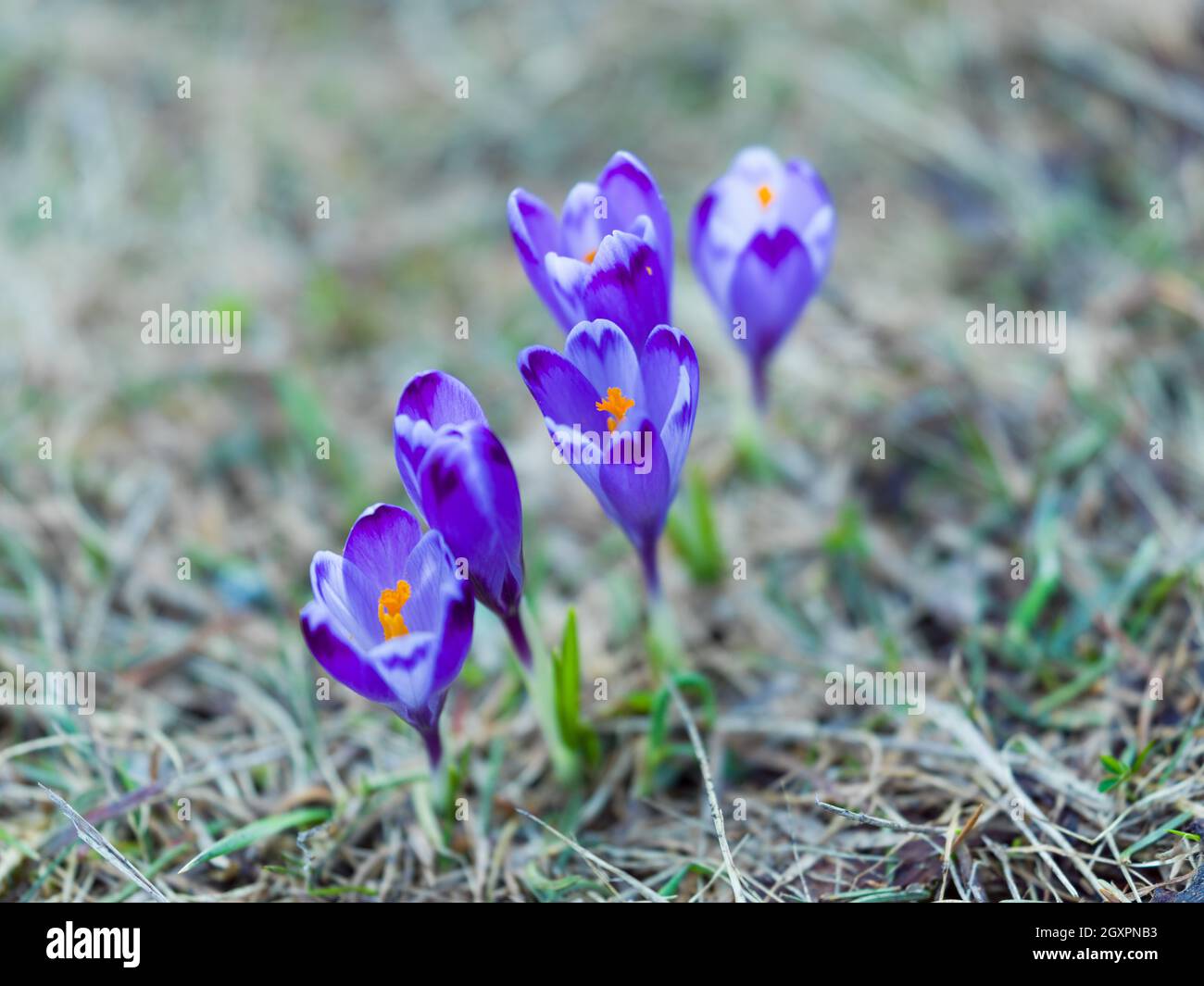 First spring flowers iris blue flower march flowers spring hi-res stock ...