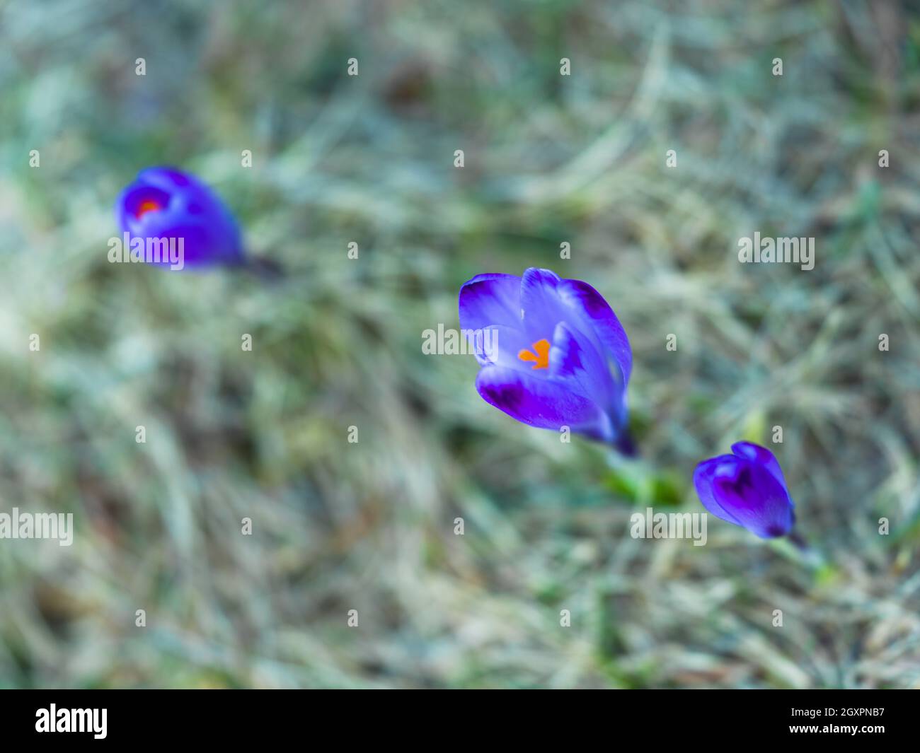 First sign of spring growth hi-res stock photography and images - Alamy