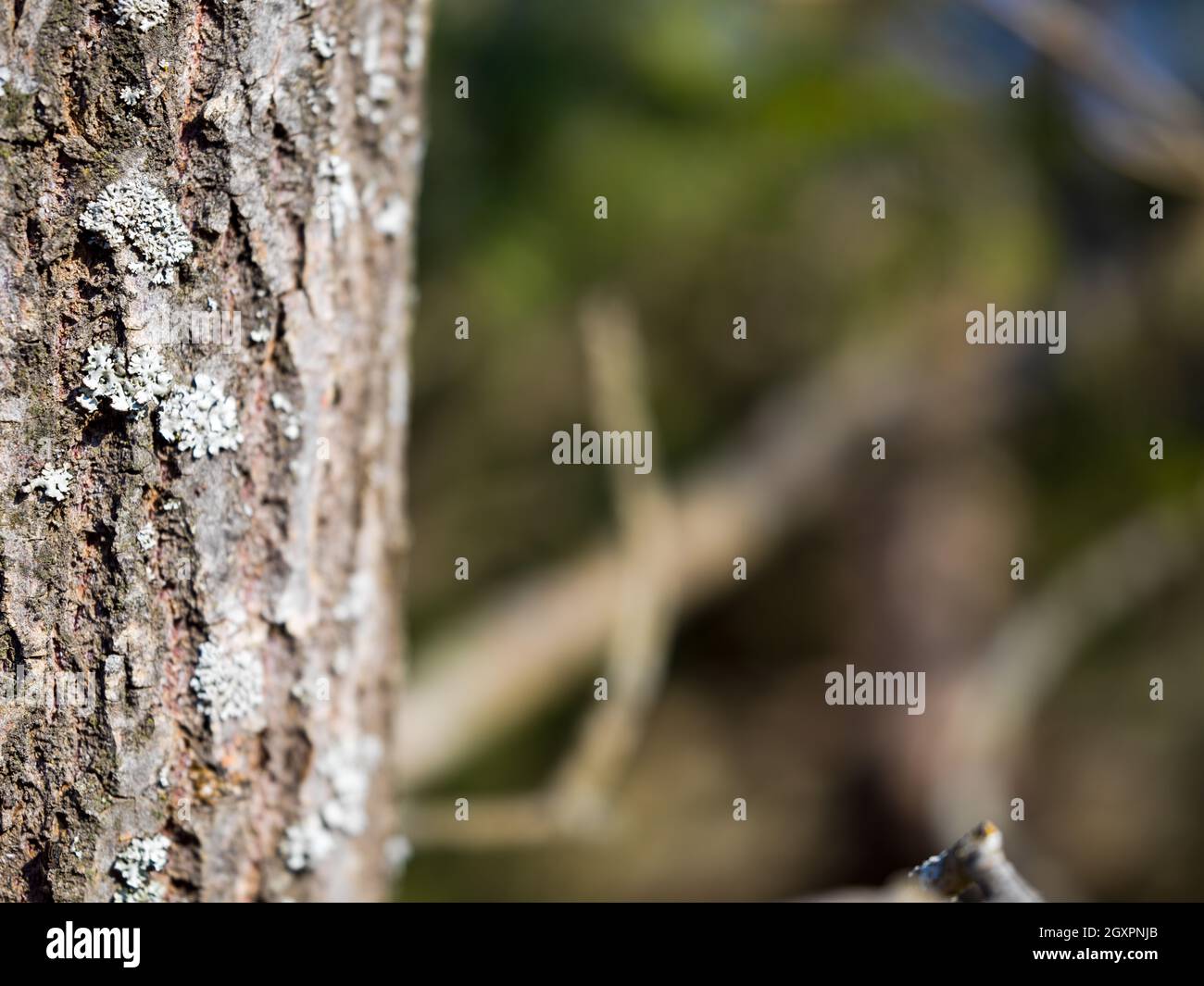 forest tree closeup representing business concept when you look one ...