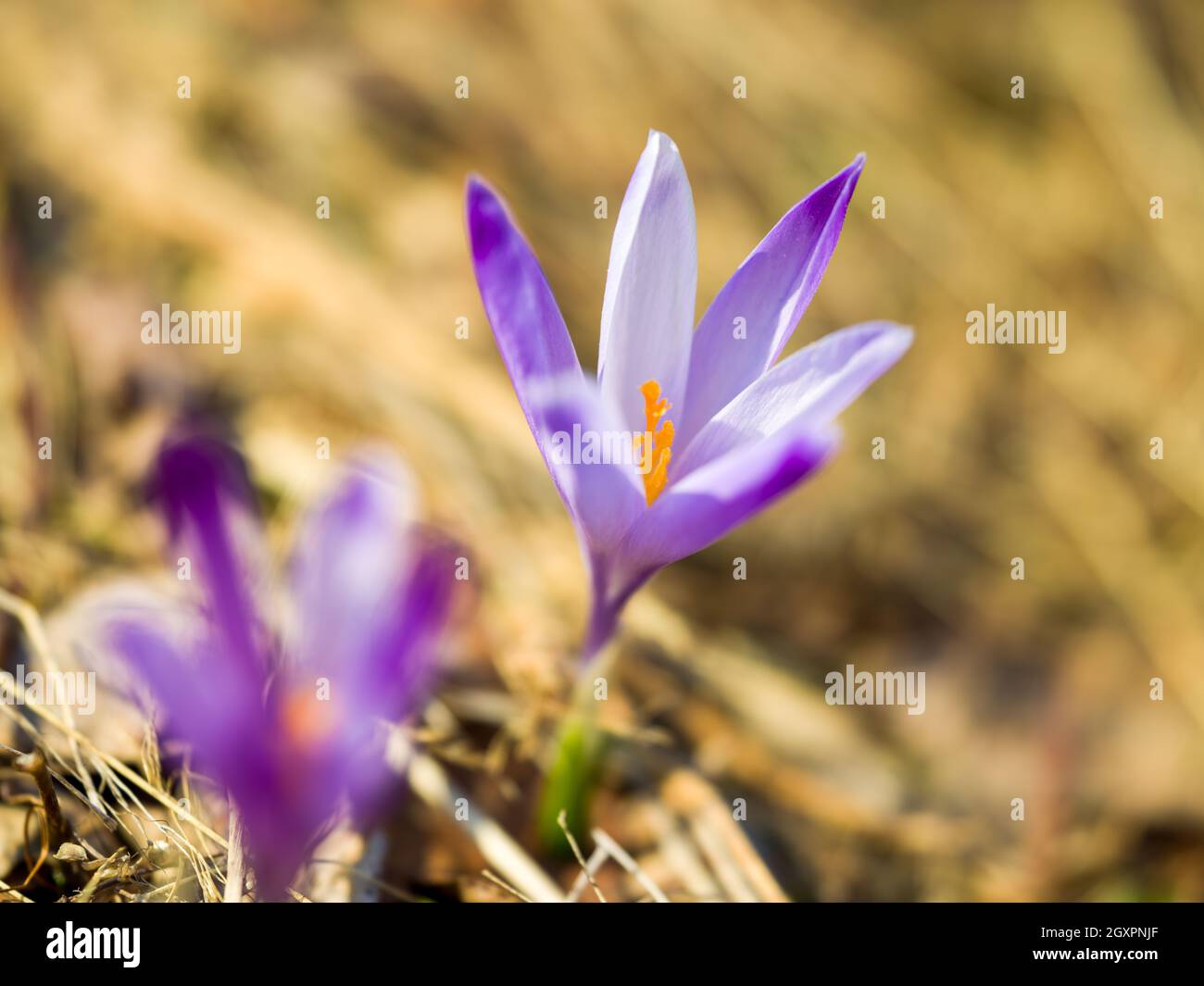 First spring flowers iris blue flower march flowers spring hi-res stock ...