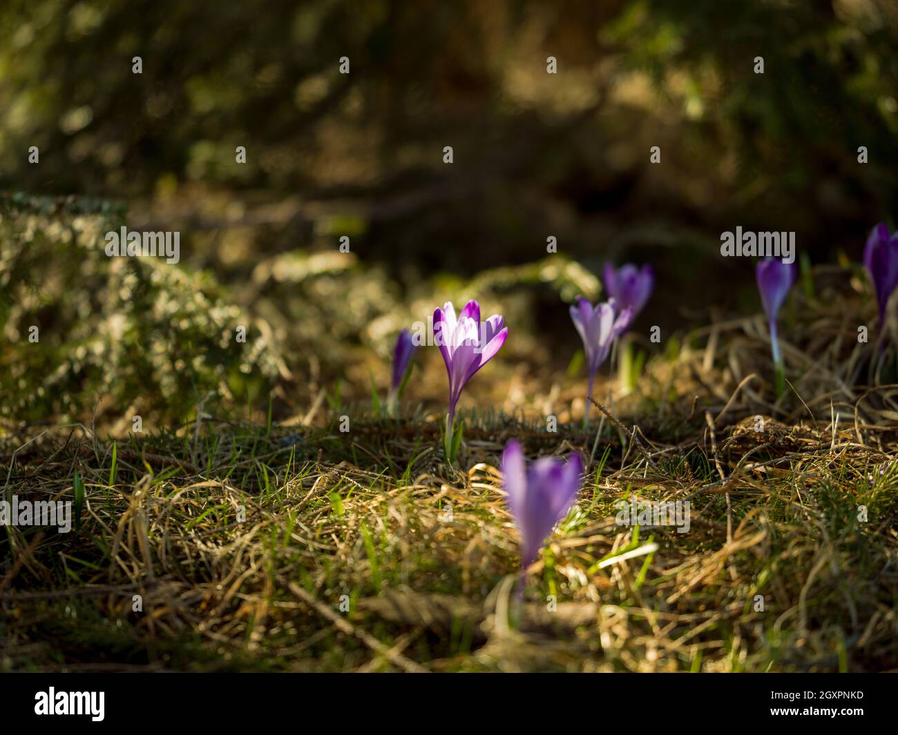 First spring flowers iris blue flower march flowers spring hi-res stock ...