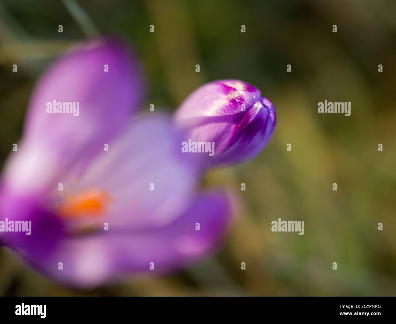 First spring flowers iris blue flower march flowers spring hi-res stock ...