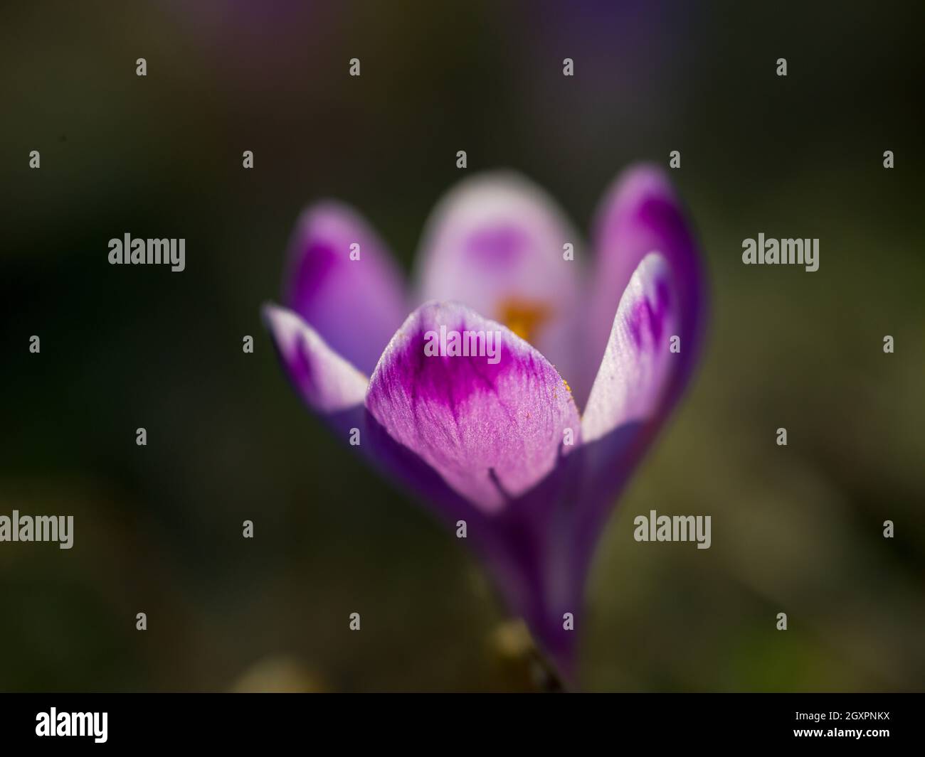 First spring flowers iris blue flower march flowers spring hi-res stock ...