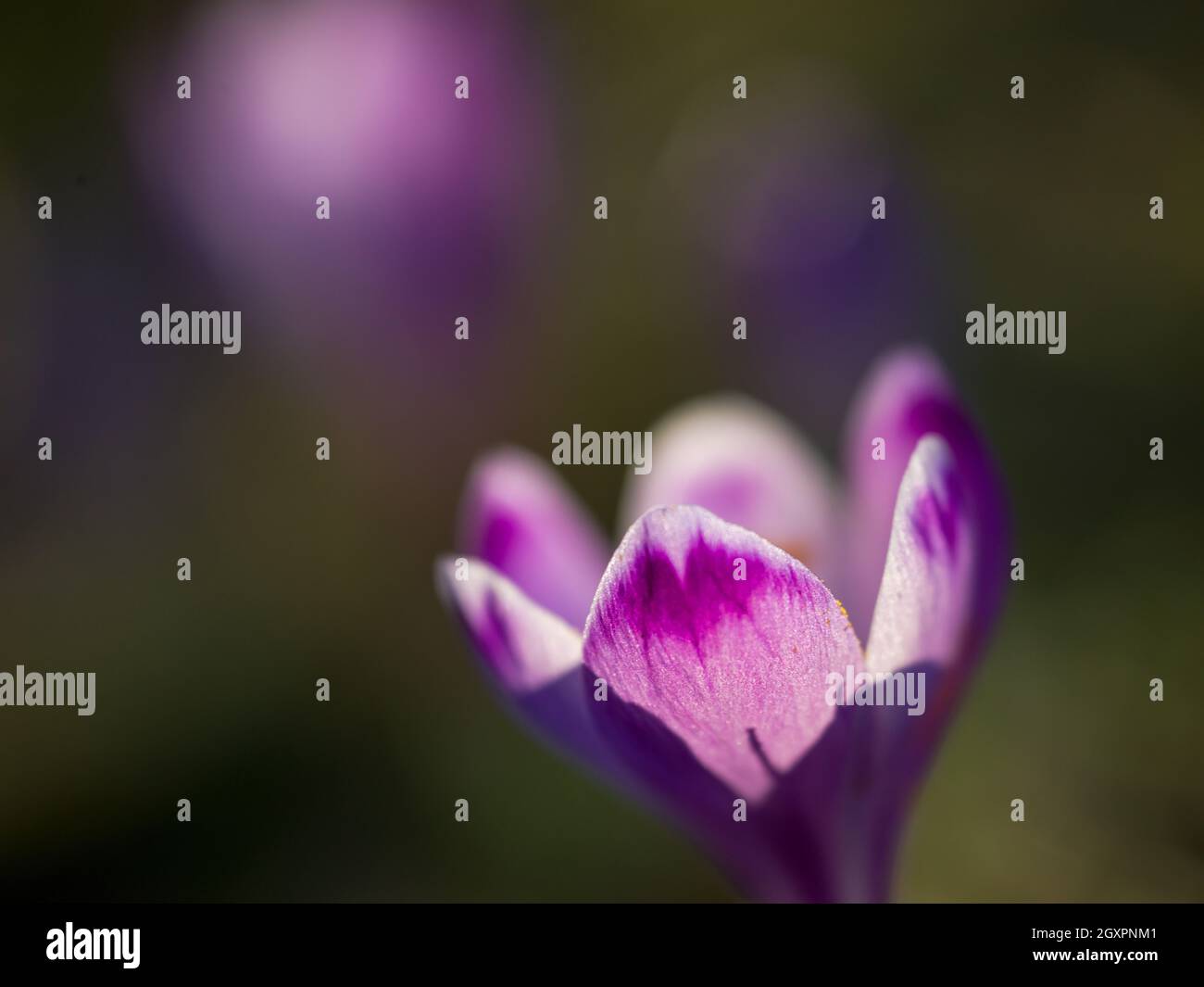 First spring flowers iris blue flower march flowers spring hi-res stock ...