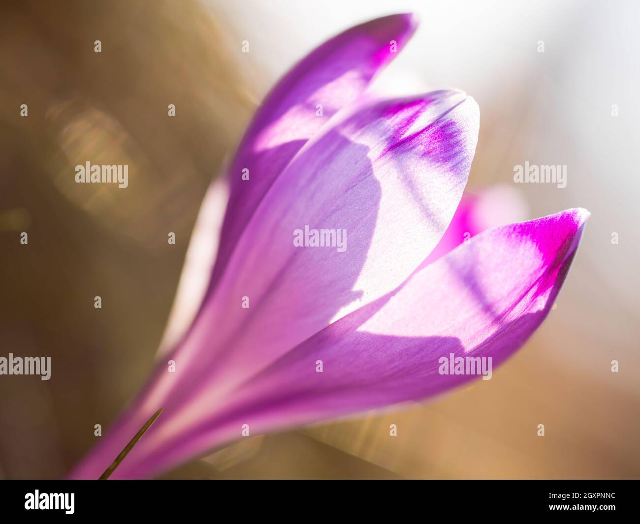 crocus purple flower first sign of spring Stock Photo - Alamy