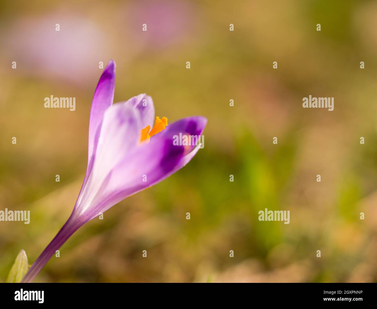 crocus purple flower first sign of spring Stock Photo - Alamy
