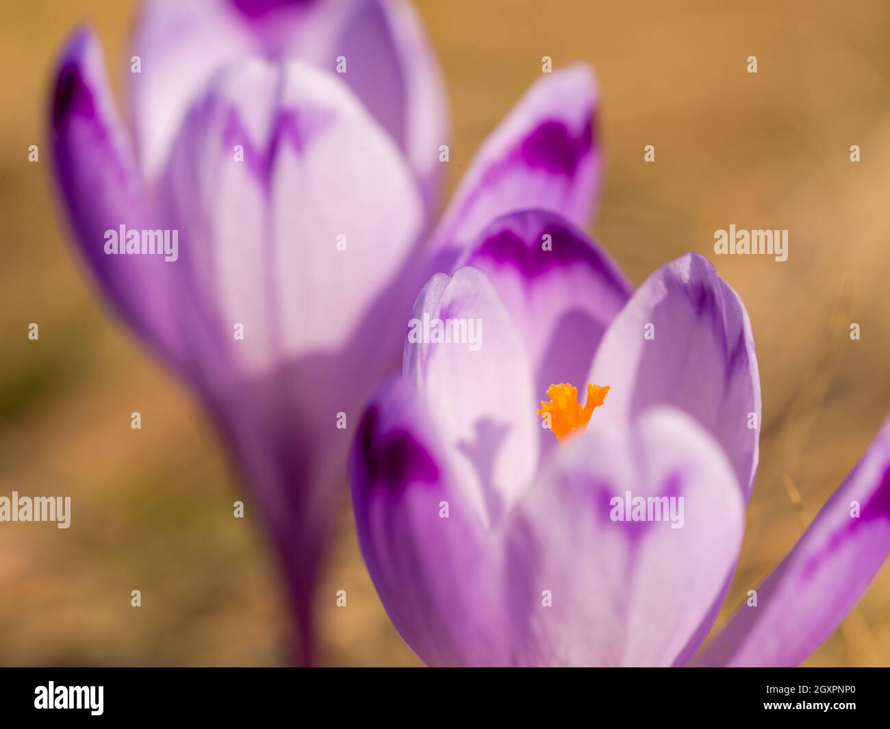 crocus purple flower first sign of spring Stock Photo - Alamy