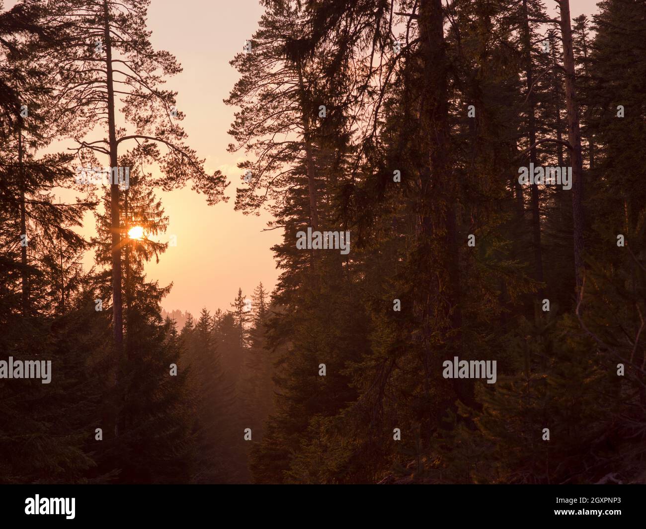 Forest landscape in spring sunset with filter in hipster vintage retro ...