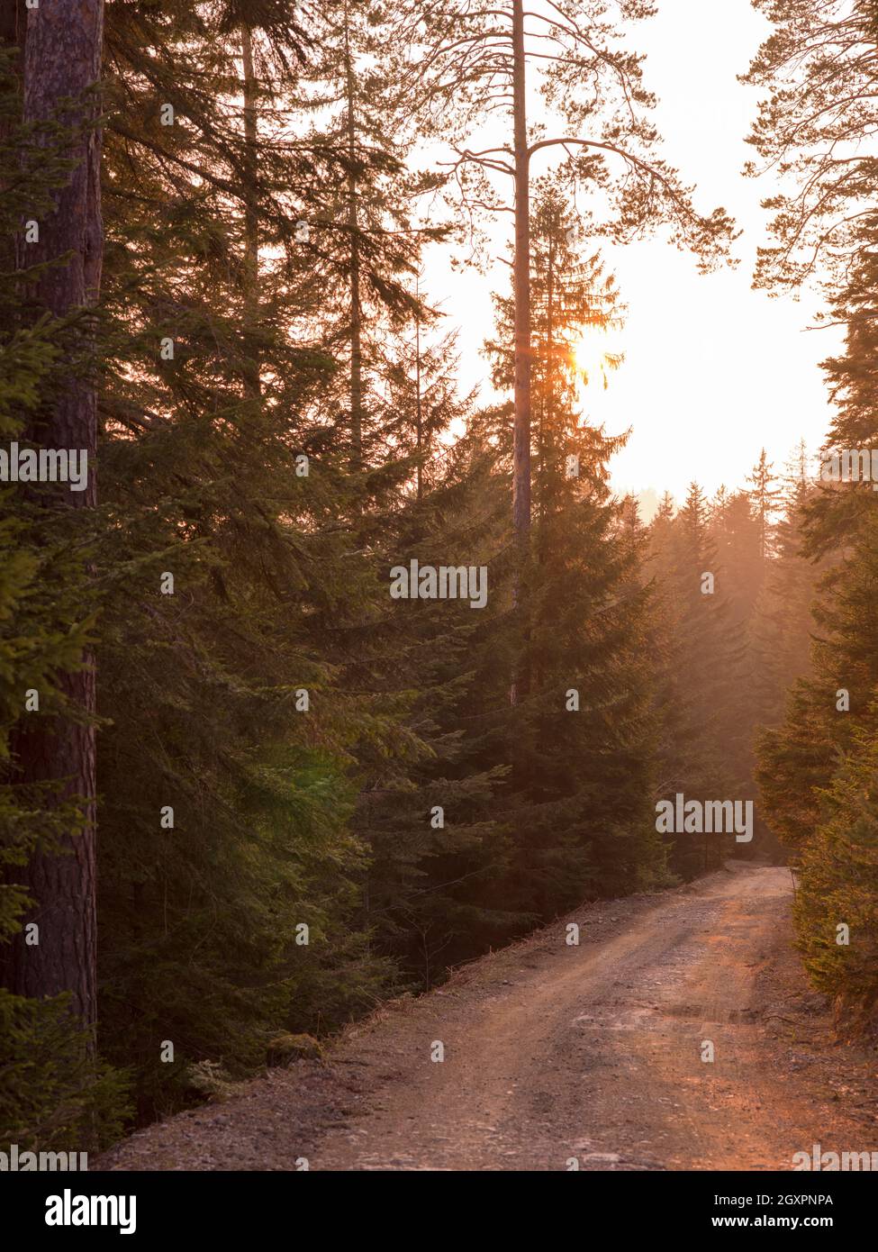Forest landscape in spring sunset with filter in hipster vintage retro ...