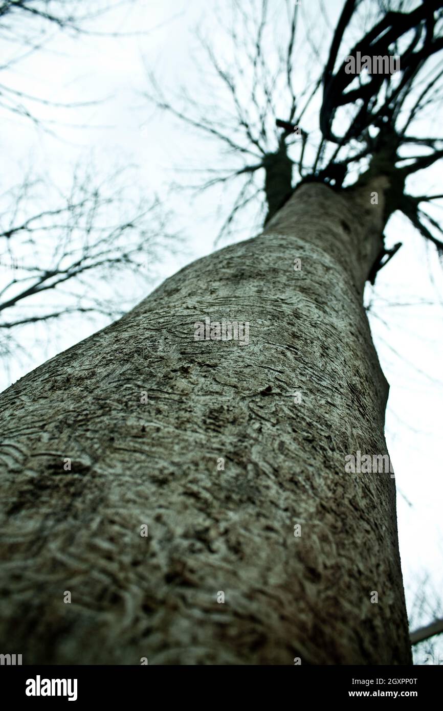 Worm's eye view of a tree stretching towards a gray sky Stock Photo - Alamy