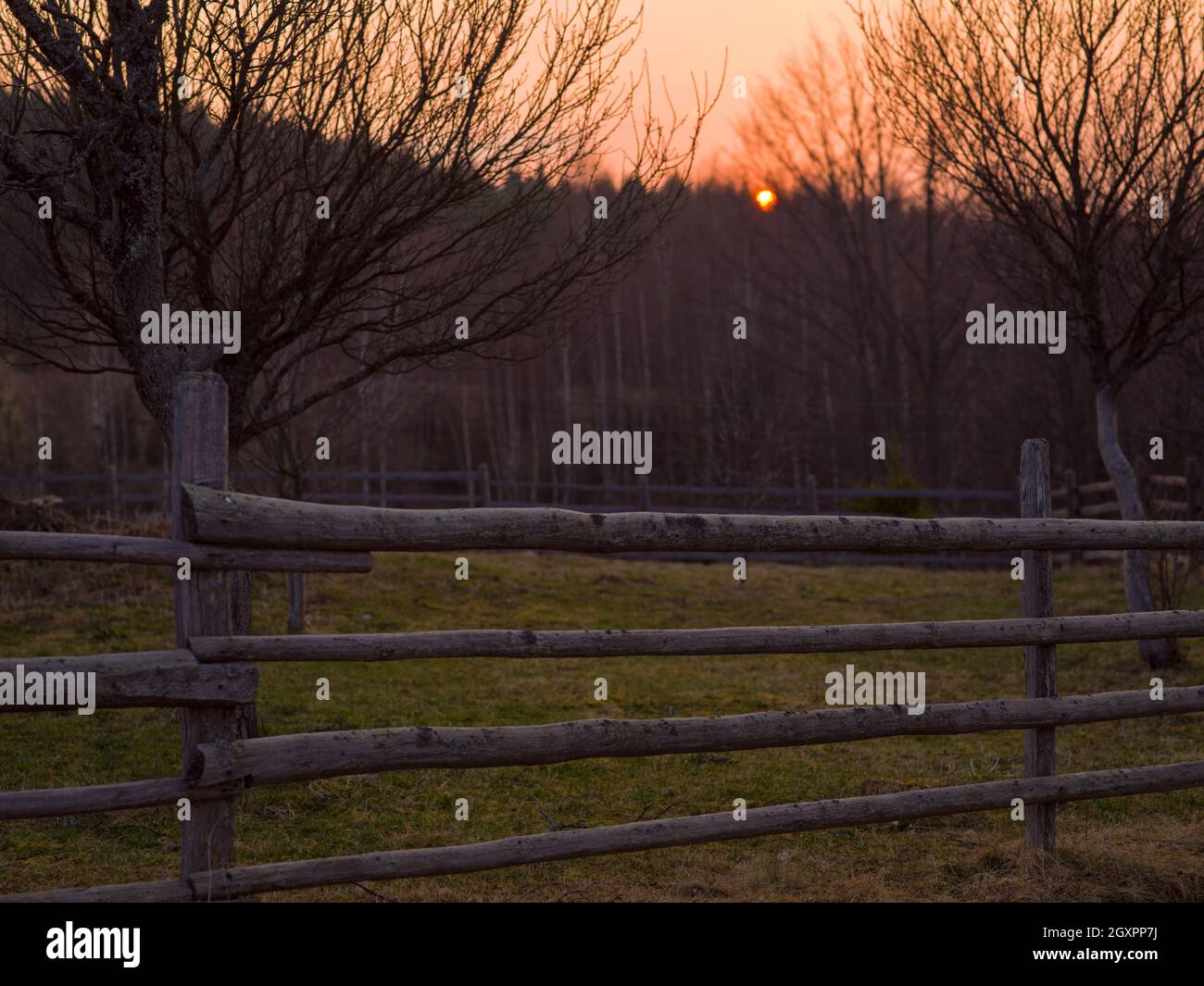 Forest landscape in spring sunset with filter in hipster vintage retro ...