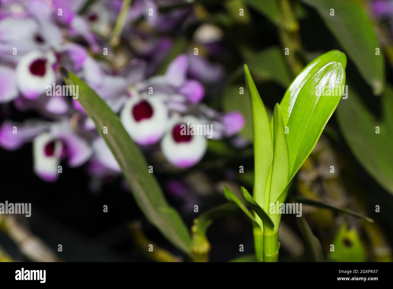 Dendrobium orchid leaves hi-res stock photography and images - Alamy