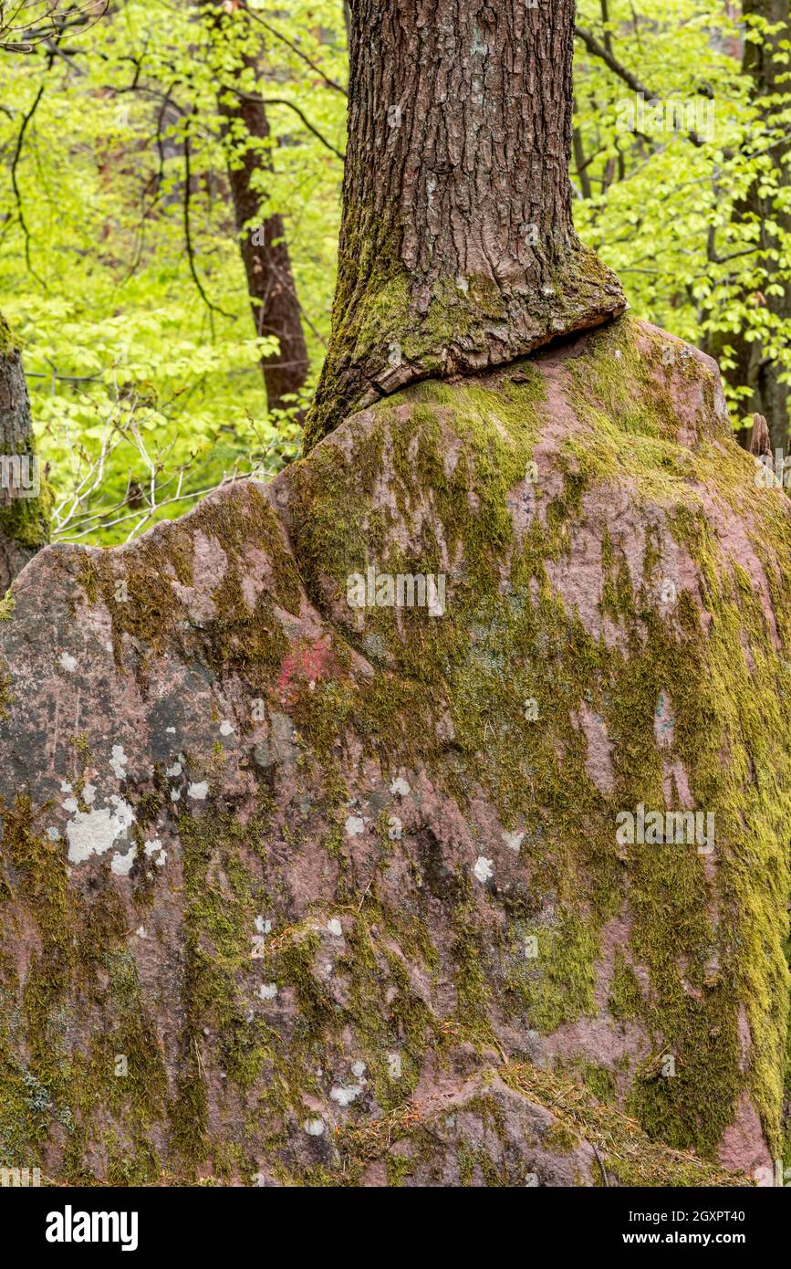 Large sandstone rock in the forest that has grown into a tree with copy ...