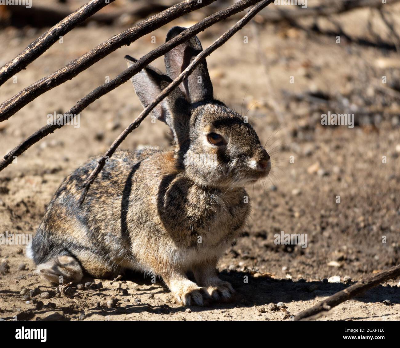Desert cottontail rabbit sylvilagus audubonii hi-res stock photography ...
