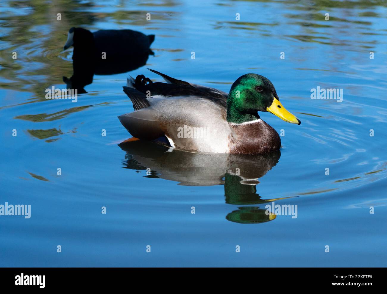 American coot duck hi-res stock photography and images - Alamy